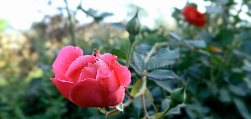 Red rose tree stock photo. Image of blossom, leaf, pink - 215259766