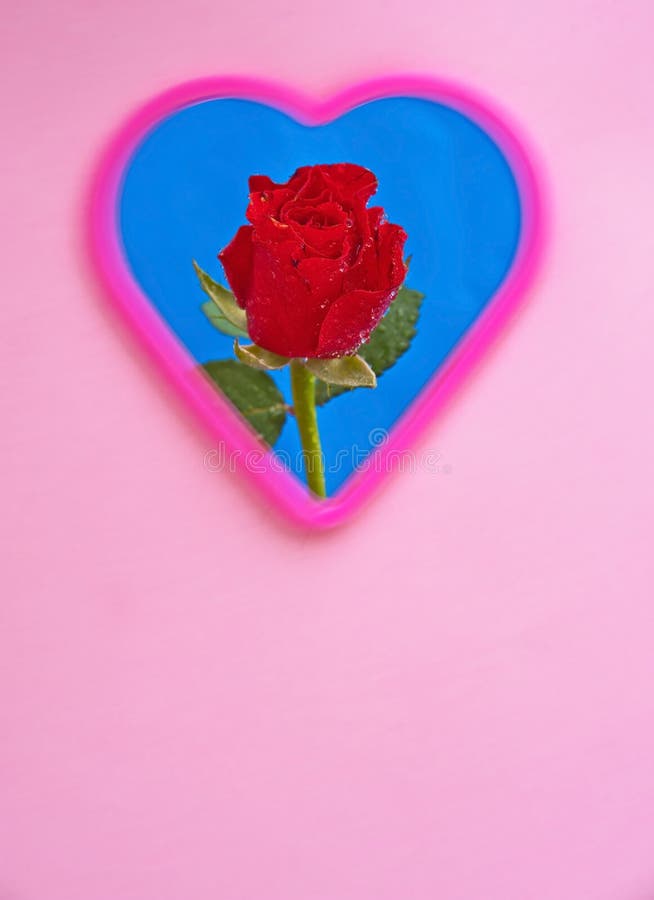 Red rose for true love stock photo. Image of romance - 38174554
