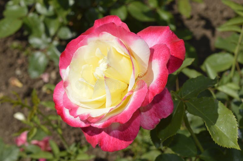 Red rose in two color . stock photo. Image of generic - 94559692