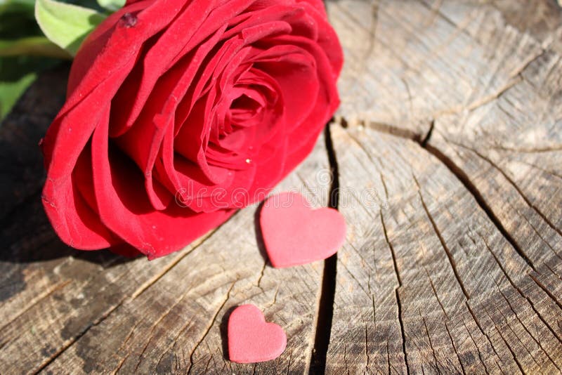 Red Rose and Two Hearts on a Weathered Tree Trunk Stock Image - Image ...