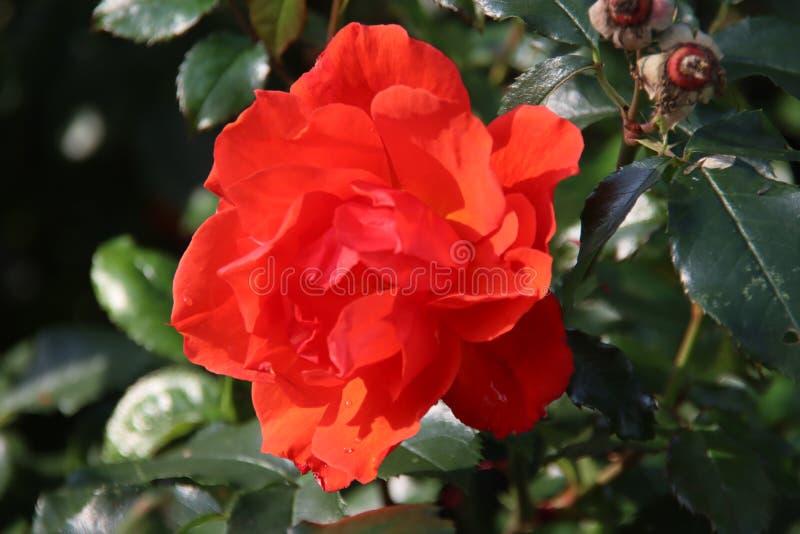 Isa Rose Stock Photos - Free & Royalty-Free Stock Photos from Dreamstime