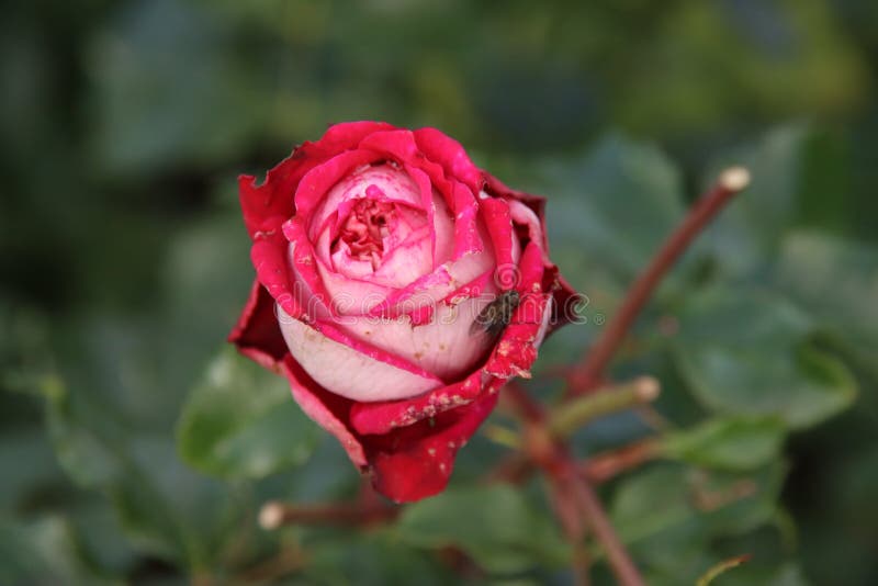 Red Rose Type Maxim in the Rosarium in Boskoop Stock Photo - Image of ...