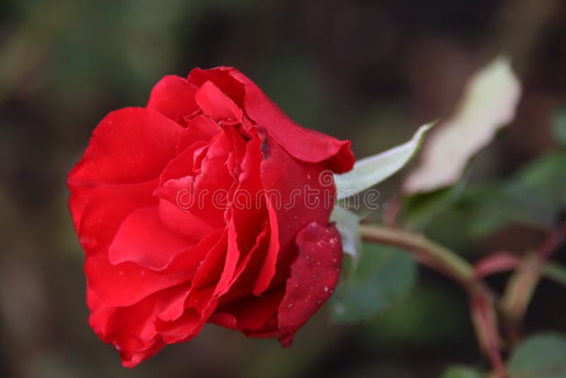 Red Rose Type Pride of England in the Rosarium in Boskoop Stock Photo ...