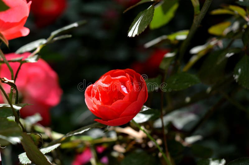 Red Rose Under the Sunlight Stock Photo - Image of garden, gardens ...