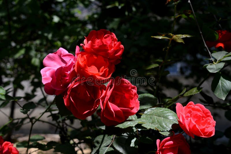 Red Rose Under the Sunlight Stock Photo - Image of garden, ribbon: 93430096
