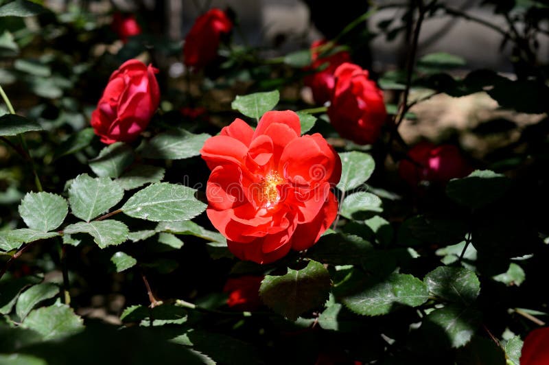 Red Rose Under the Sunlight Stock Image - Image of birthday, rose: 93430139