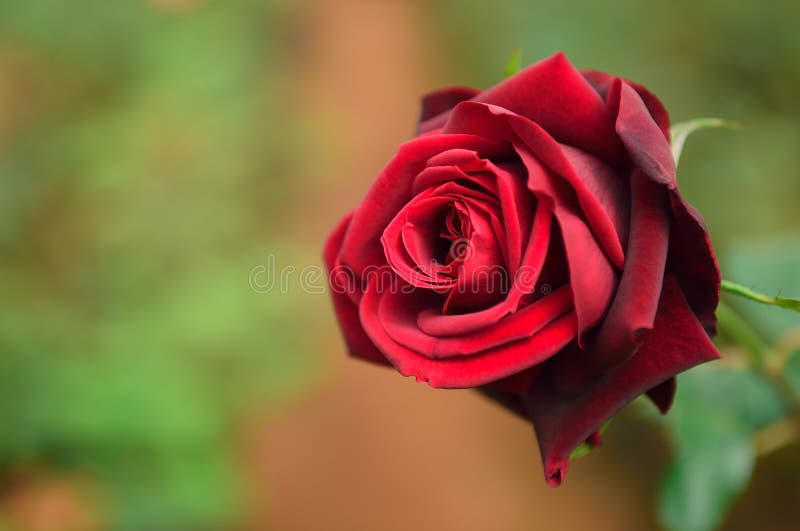 Red Rose Under Warm Sunlight Stock Photo - Image of close, warm: 66233684