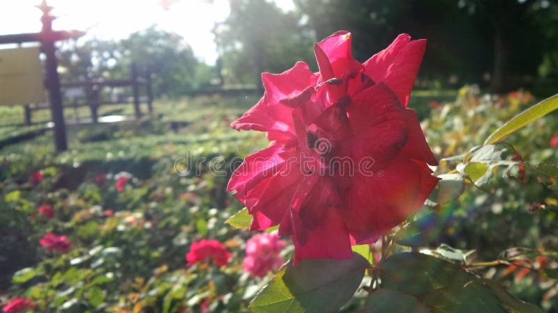 Red rose undrer sun light stock image. Image of park - 55989429
