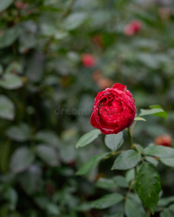 Red Rose Up Close with Water Drops Stock Image - Image of nature ...