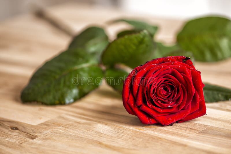 Red Rose on Valentine`s Day Stock Image - Image of rose, daylove: 170148207