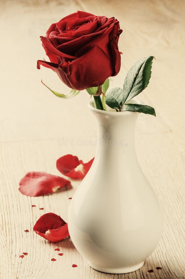 Red rose in a vase stock image. Image of anniversary - 36562179