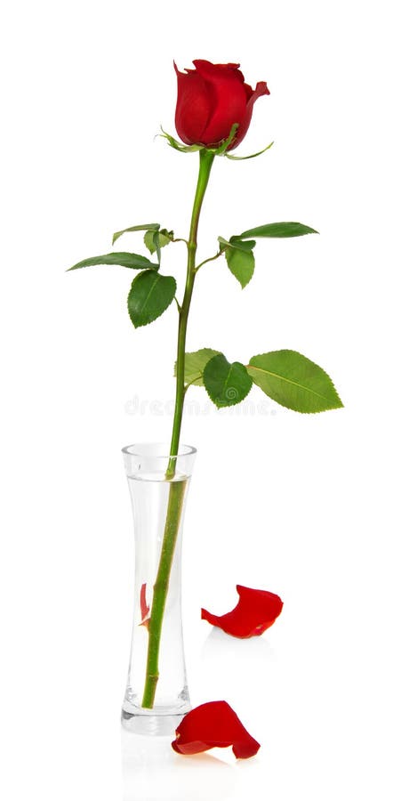 Red Rose in Vase and Two Petals Stock Image - Image of thorn, celebrate ...