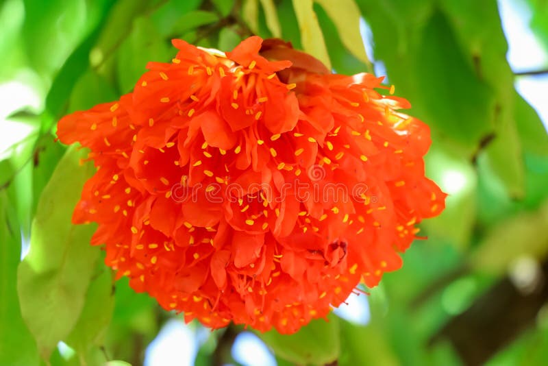 Red Rose of Venezuela Flower Stock Photo - Image of leaf, floral: 207105616