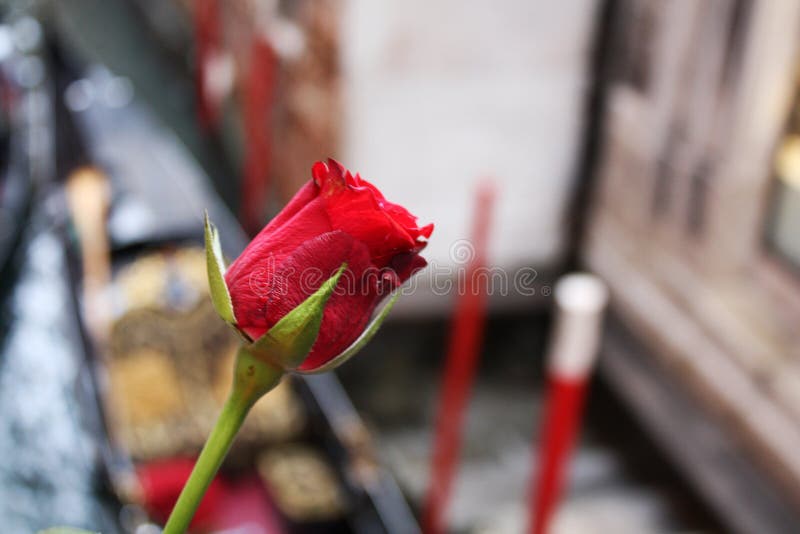 Red rose in Venice Italy stock photo. Image of pink - 109351246