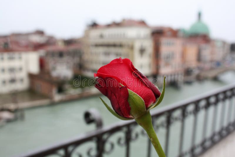 Red rose in Venice Italy stock photo. Image of pink - 109351246