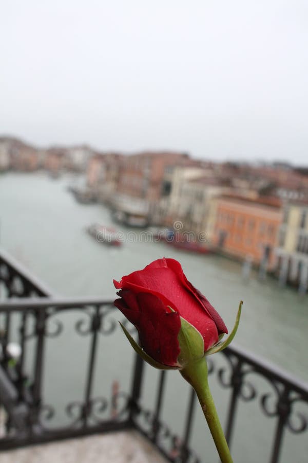 Red rose in Venice Italy stock photo. Image of bouquet - 109174424