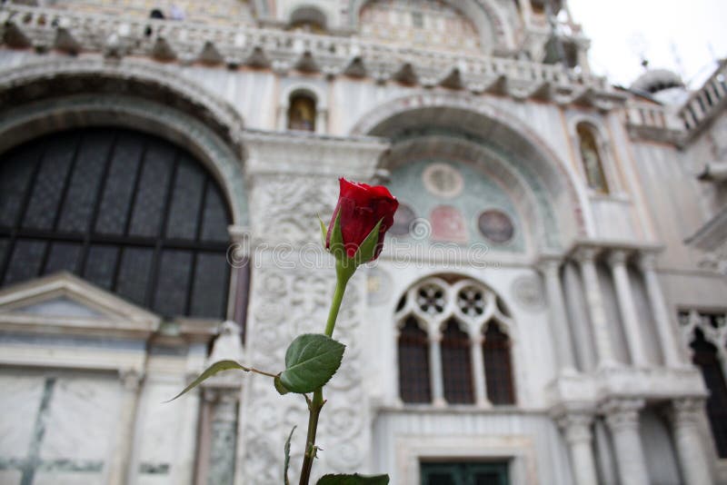 Red rose in Venice Italy stock image. Image of flora - 109372145