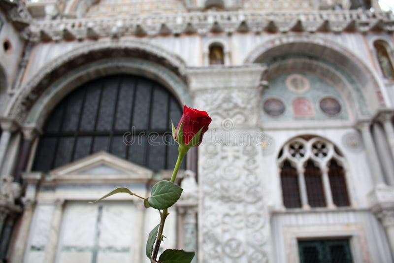 Red rose in Venice Italy stock image. Image of flora - 109372145