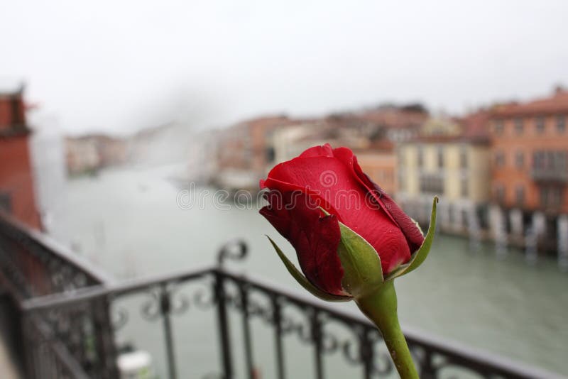 Red rose in Venice Italy stock photo. Image of beauty - 109262562