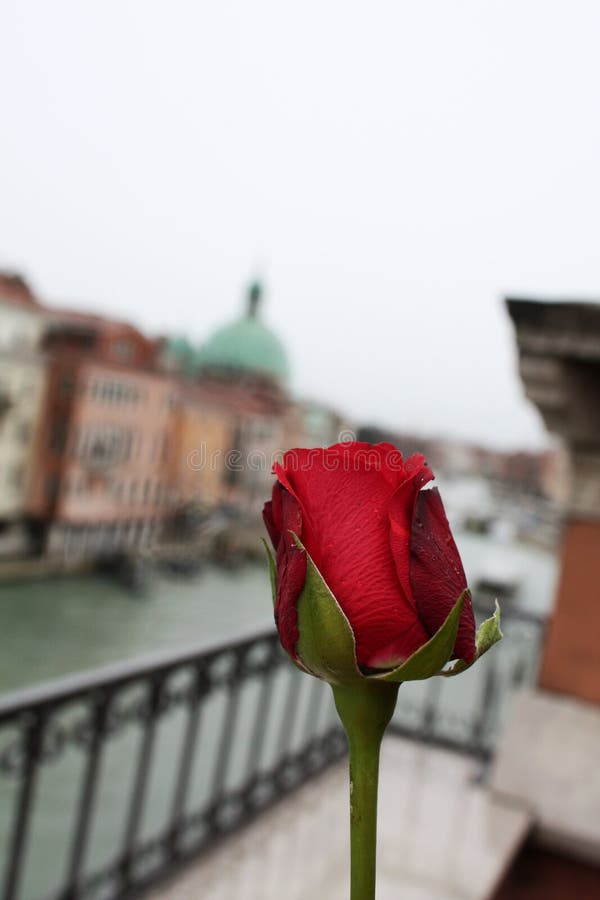 Red rose in Venice Italy stock image. Image of italy - 109264731