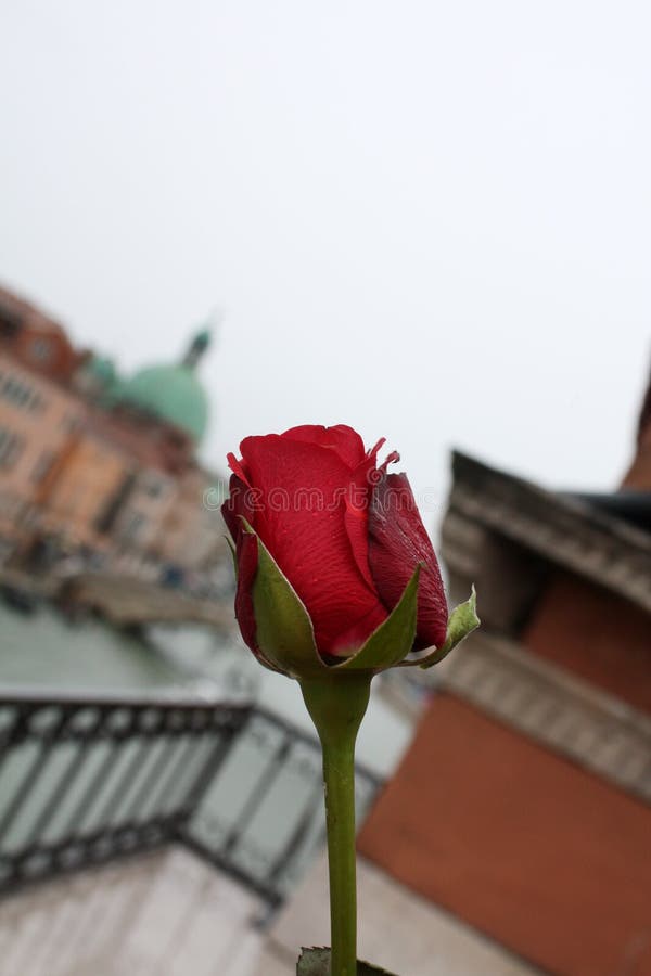 Red rose in Venice Italy stock photo. Image of italyn - 109156604
