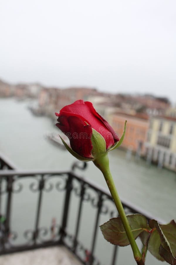 Red rose in Venice Italy stock image. Image of floral - 109270717