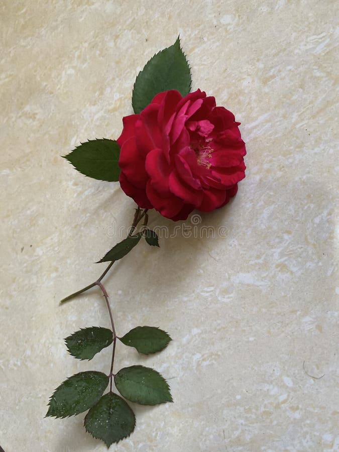 A Beautiful Red Rose Waiting for Someone Stock Photo - Image of flower ...