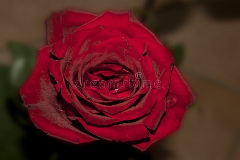 Red rose stock image. Image of nice, pretty, pink, glowing - 89492249