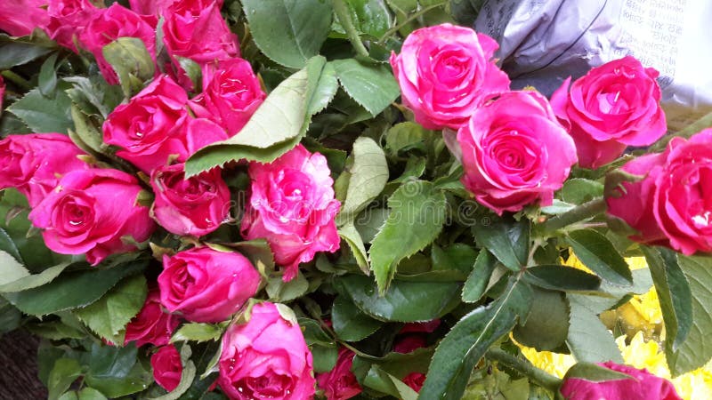 The Red Rose are Very Nice in Thailand Stock Photo - Image of nice ...