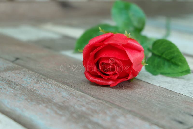Red rose on vintage floor stock photo. Image of beauty - 88330222
