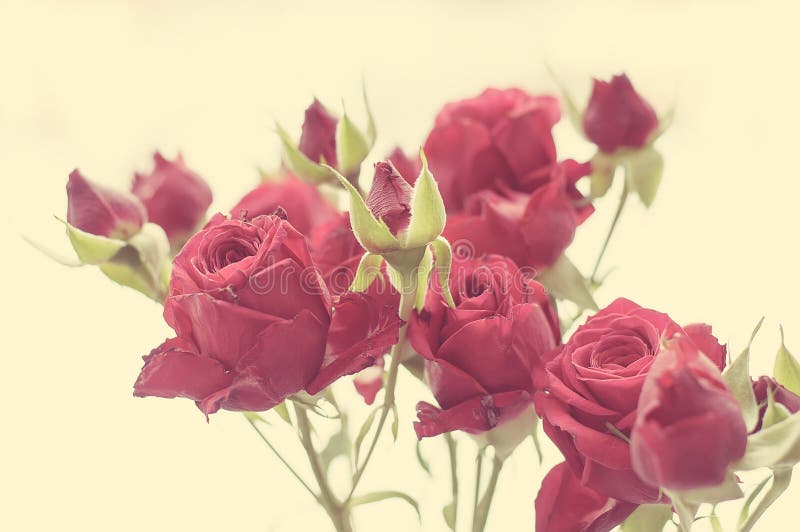 Red Rose vintage photo stock photo. Image of bouquet - 45297464