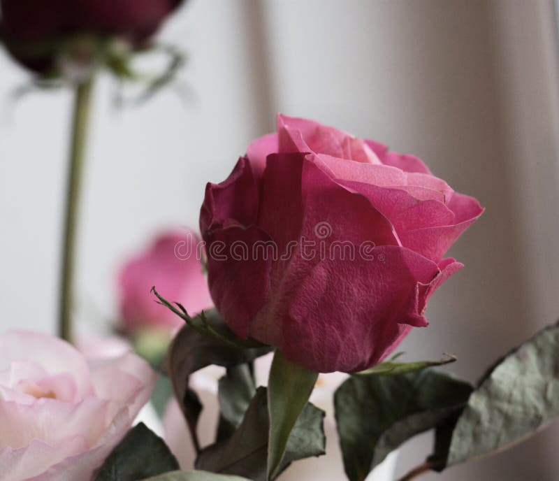 Red rose in vintage style stock photo. Image of love - 141799424