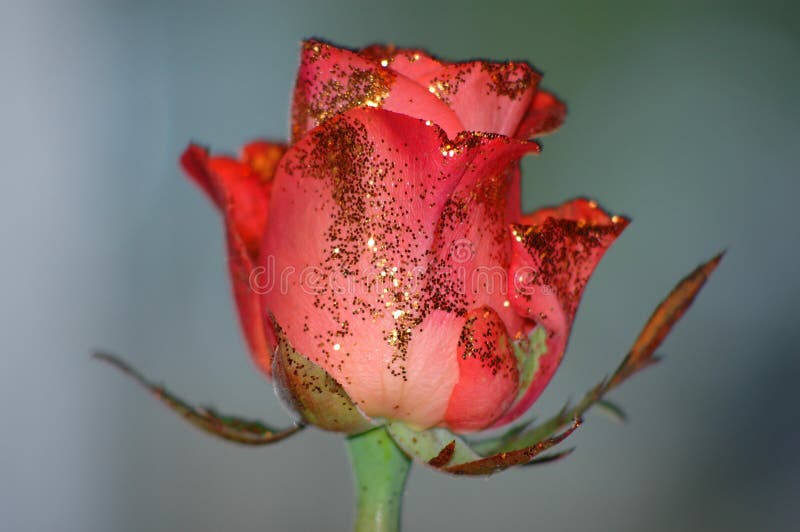 Red rose w/glitter stock photo. Image of happy, congratulations - 22135252