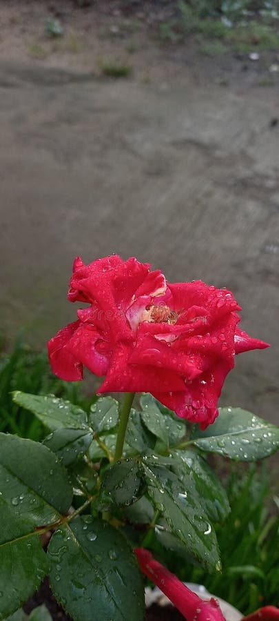 The Red Rose Was Drenched in the Rain Last Night Stock Image - Image of ...