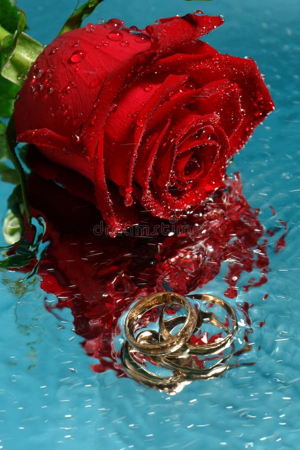 Red rose in water stock photo. Image of marry, liquid - 13628064