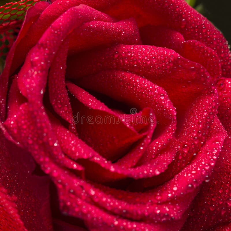 Red Rose Water Drip Closeup Stock Image - Image of florals, flower ...