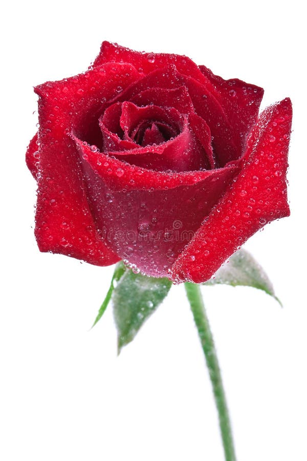 Red rose with water drop stock photo. Image of white - 20199366