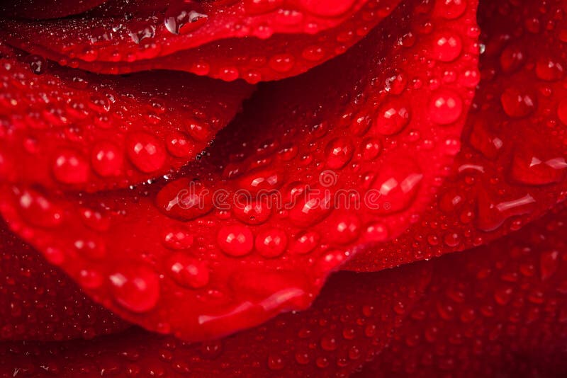 Red rose with water drop stock photo. Image of darling - 28637580