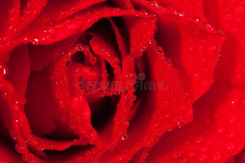 Red Rose with Water Droplets Stock Image - Image of botanical, garden ...