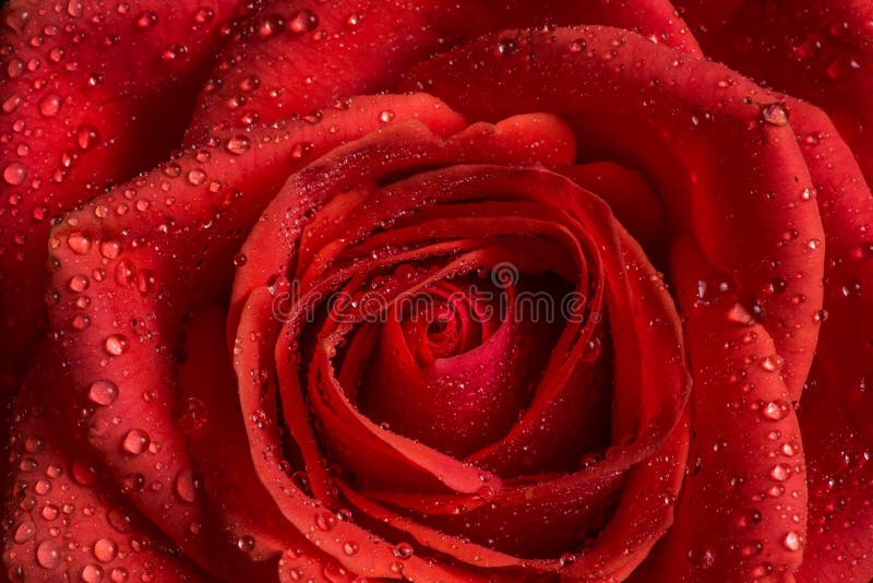 Red Rose with Water Droplets Stock Photo - Image of beautiful, delicate ...