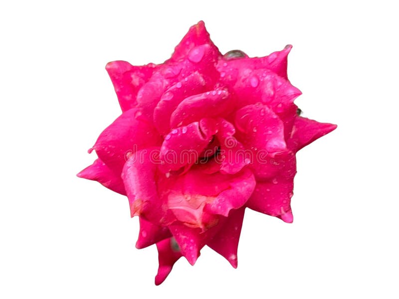 Red Rose with Water Droplets 3.79 Flower Stock Image - Image of bouquet ...