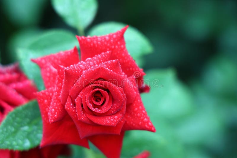 Red Rose with Water Droplets on Its Petals and Leaves Stock Photo ...