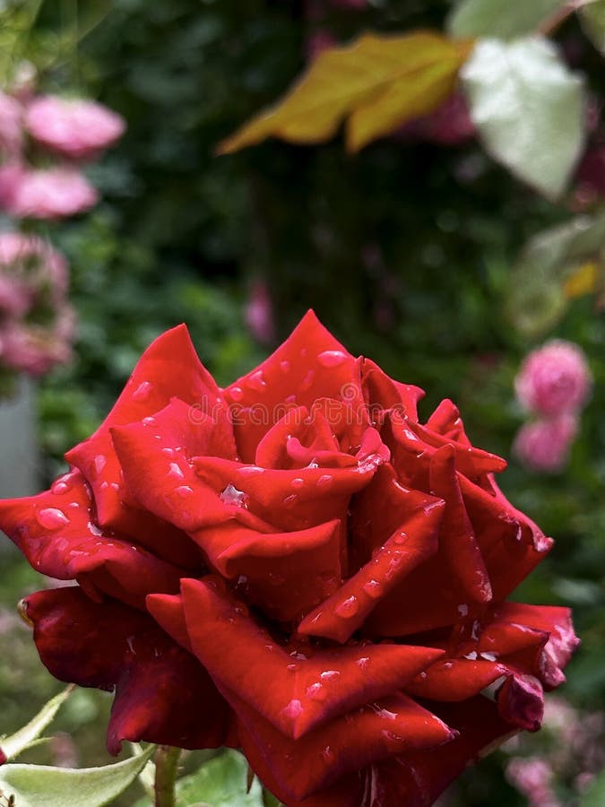 Red Rose with Water Droplets Stock Photo - Image of romantic, greeting ...