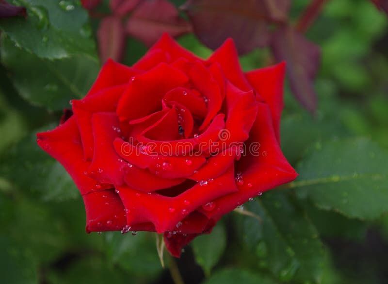 Red rose stock photo. Image of garden, plant, water - 121586486