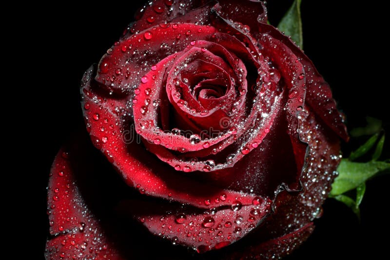 Red rose with water drops stock photo. Image of botany - 12293322