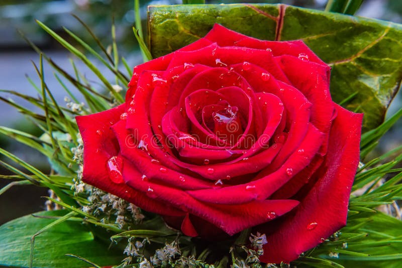 Red rose with water drops stock photo. Image of flower - 135178266