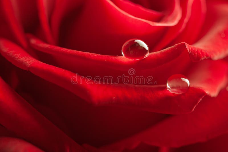 Red rose with water drops stock image. Image of beautiful - 14072213