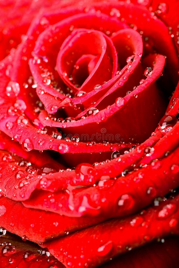 Red rose with water drops stock image. Image of beautiful - 18727691