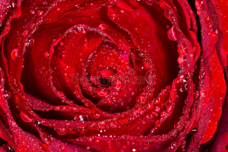 Red rose with water drops stock photo. Image of green - 243535132