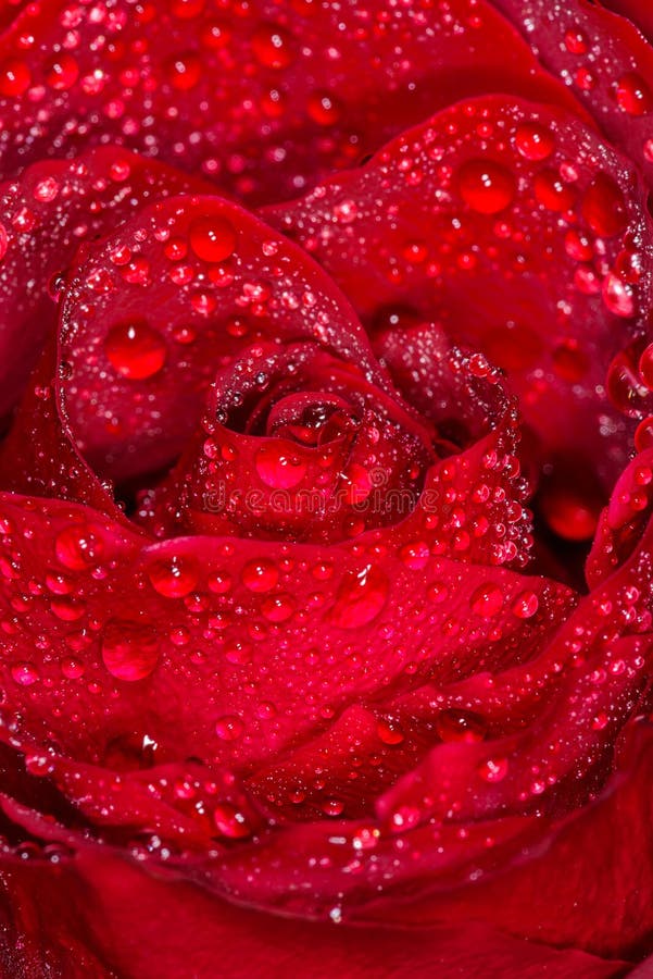 Red rose with water drops stock photo. Image of garden - 244196346